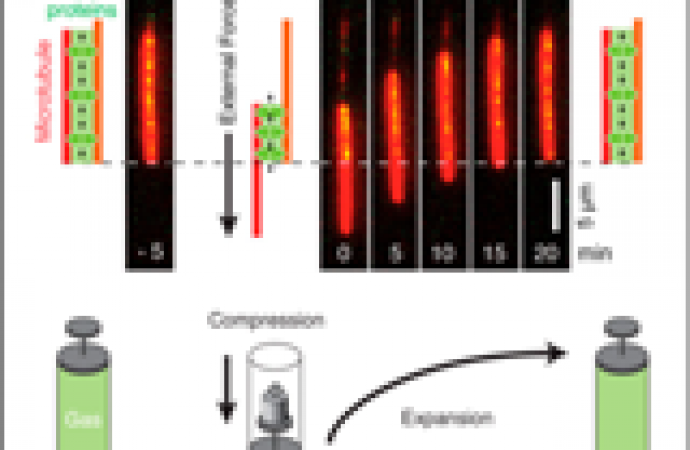 Biomolecular force generation based on the principle of a gas spring ...