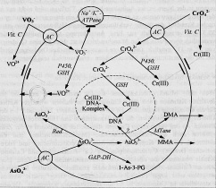 Chrom – das Element der Gegensätze oder das vielseitige Element ...